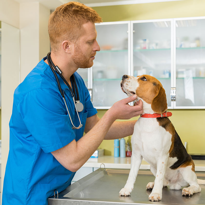 Guía para prevención de enfermedades con la higiene de tu mascota ...