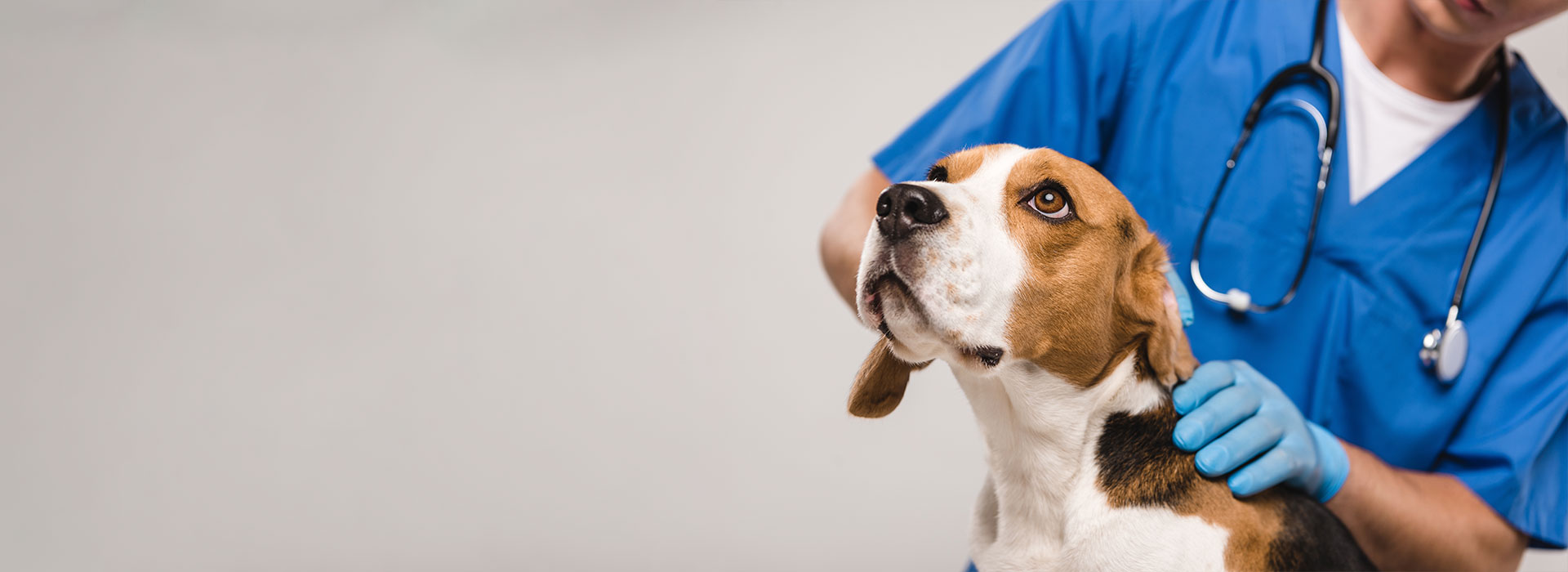 Inicio - Animal Services